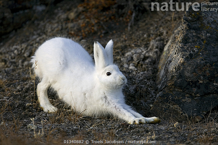 Stock photo of A stretching Arctic Hare (Lepus arcticus) in its winter ...