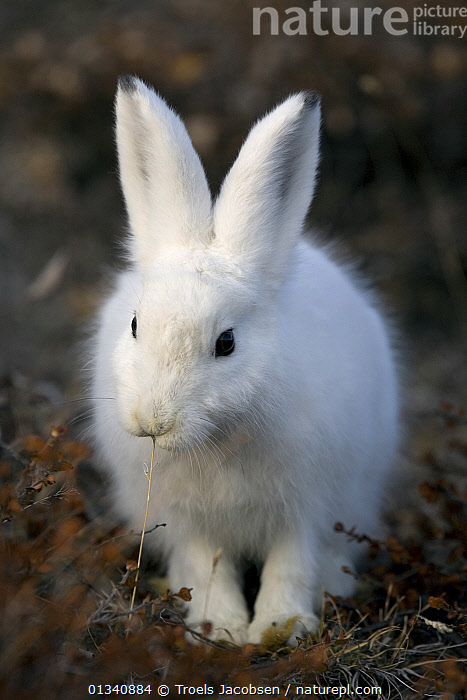 Arctic Hare In Winter