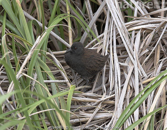 Stock photo of Inaccessible Rail (Atlantisia rogersi) among grasses ...