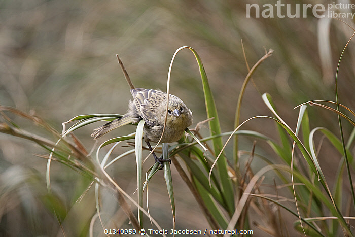Stock photo of Tristan Bunting / Inaccessible Finch / Nightingale Finch ...