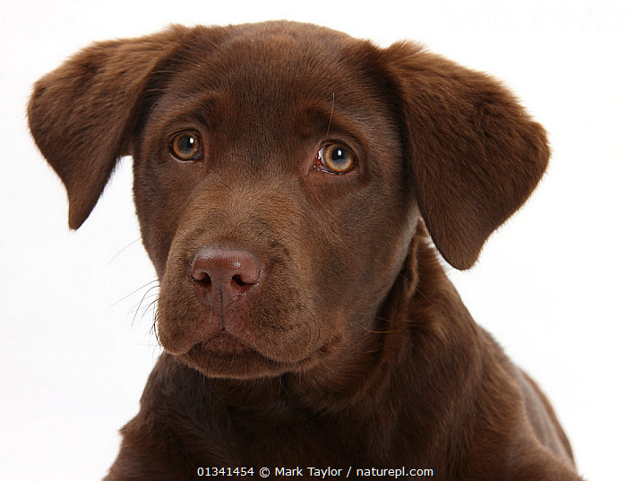 Stock photo of Chocolate Labrador puppy head portrait, 3 months ...