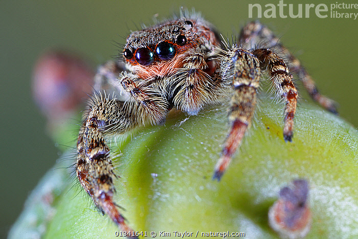 Stock photo of Jumping Spider (Marpissa mucosa) female on an acorn ...