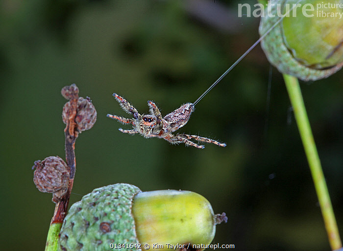 Stock photo of Jumping Spider (Marpissa mucosa) female leaping from ...