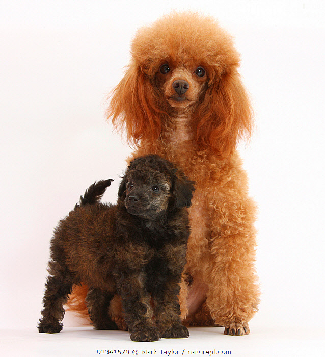 Stock photo of Red toy Poodle dog and his 7-week red merle puppy ...