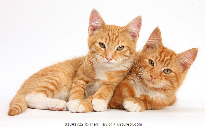 Stock photo of Two ginger kittens, lounging together.. Available for ...