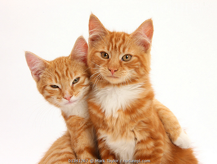 Stock photo of Two ginger kittens, lounging together.. Available for ...