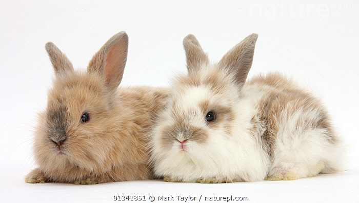 Stock photo of Two baby Lionhead-cross rabbits.. Available for sale on ...