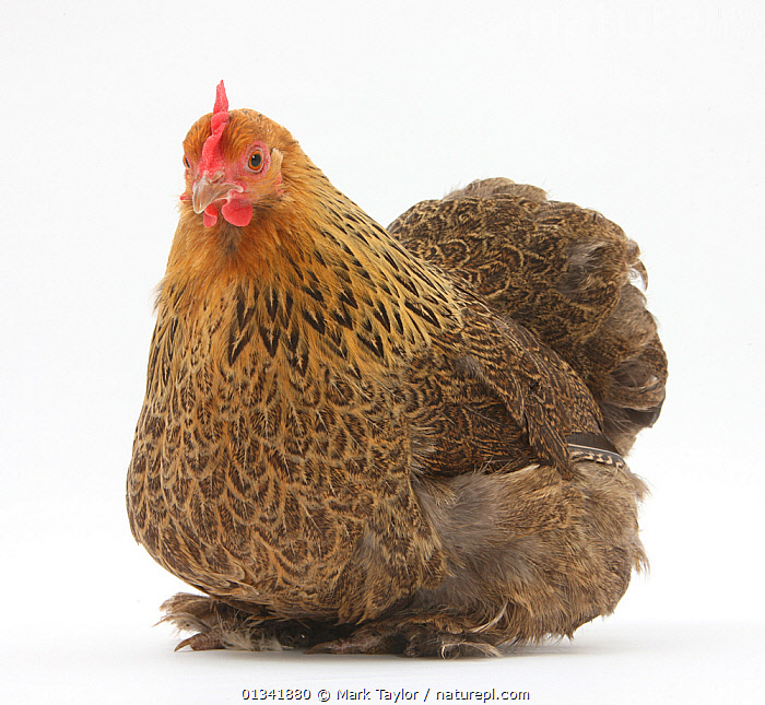 Stock photo of Portrait of a Partridge Pekin Bantam.. Available for ...