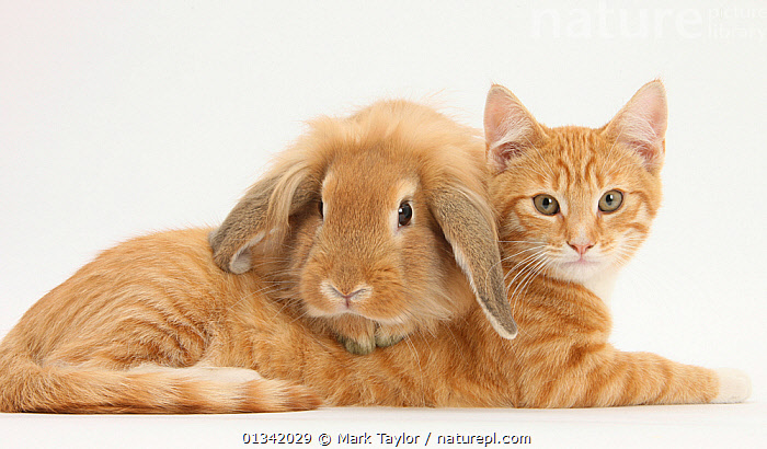 Stock photo of Ginger kitten with Sandy Lionhead-Lop rabbit.. Available ...