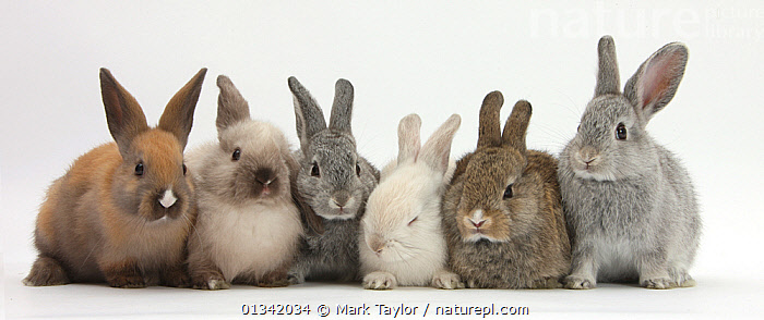 Stock photo of Six baby rabbits in line. Available for sale on www ...