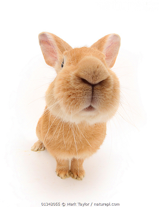 Stock photo of Flemish Giant Rabbit sniffing the camera.. Available for ...