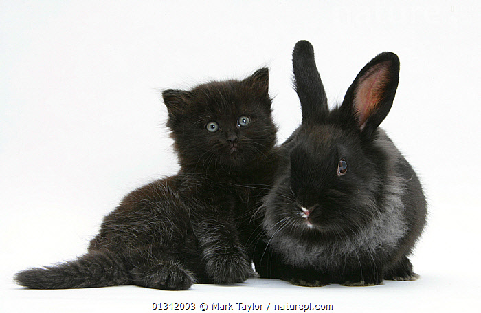 Stock photo of Black kitten with black Lionhead-cross rabbit ...