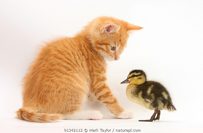 Stock photo of Ginger kitten and Mallard duckling.. Available for sale ...