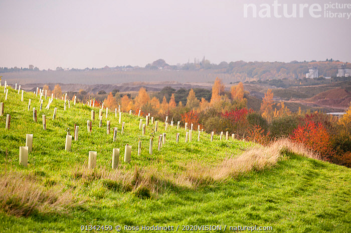 Stock photo of New planting of young sapling English Oak trees (Quercus ...