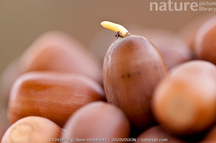Stock photo of English oak tree {Quercus robur} acorn sprouting a fresh ...