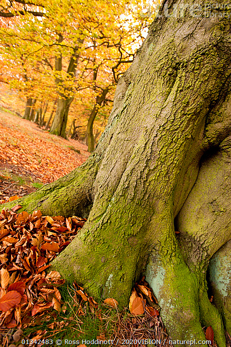 Stock photo of European Beech tree {Fagus sylvatica} trunk and leaves ...