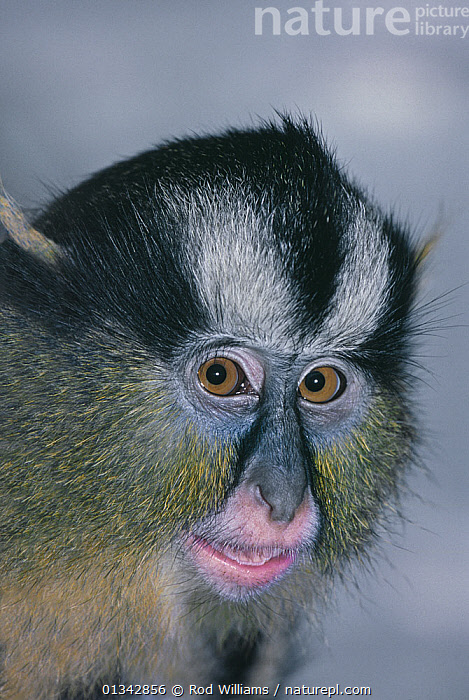 Stock photo of Crowned Guenon (Cercopithecus pogonias), juvenile ...
