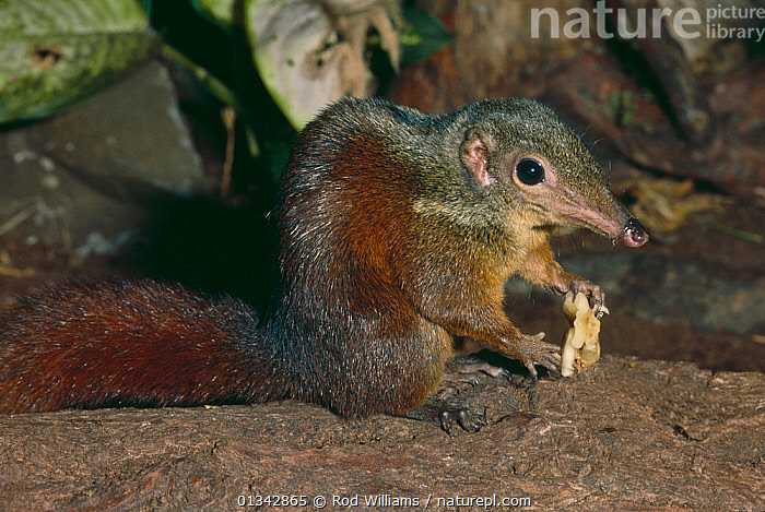 Stock photo of Large Tree Shrew (Tupaia tana) Captive, occurs Borneo ...