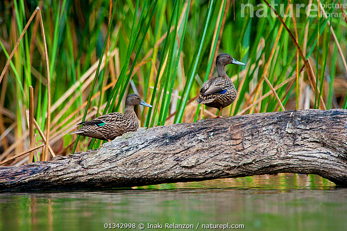 Stock photo of Meller's Duck (Anas melleri) standing on a trunk over ...