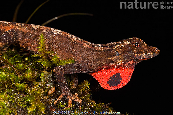 Stock photo of Anolis lizard (Anolis sp.) showing its dewlap in display ...