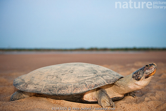 Giant Amazon River Turtle