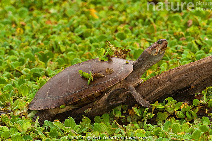 Stock photo of Savanna Side-necked Turtle (Podocnemis vogli) sunbathing ...