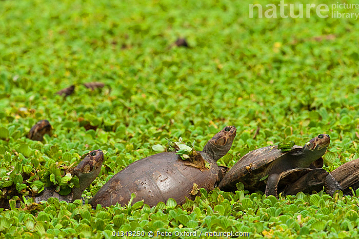 Stock photo of Savanna Side-necked Turtle (Podocnemis vogli) sunbathing ...
