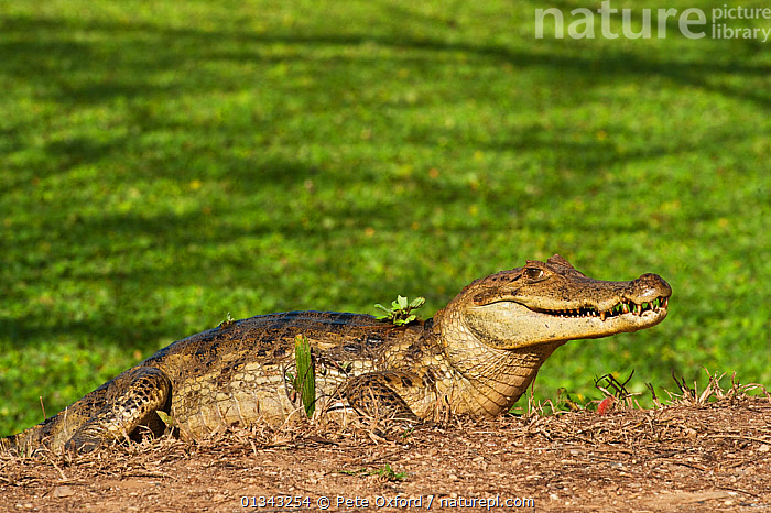 Stock photo of Brown Caiman (Caiman crocodilus fuscus) - subspecies of ...