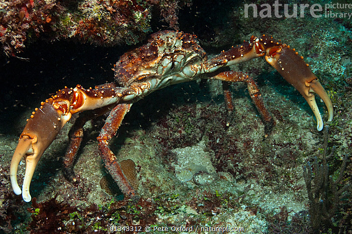 Stock photo of Channel Clinging Crab (Mithrax spinosissimus). Sian Ka ...
