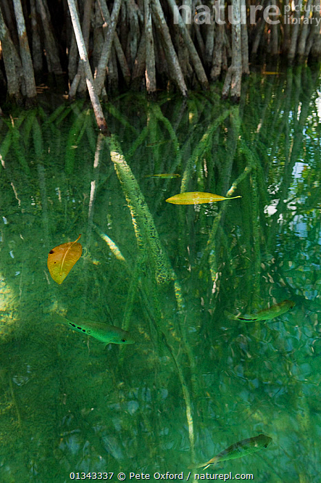 Stock photo of Red Mangrove (Rhizophora mangle) and fish. Sian Ka'an ...