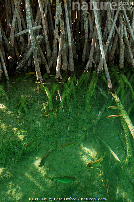 Stock photo of Red Mangrove (Rhizophora mangle) and fish. Sian Ka'an ...