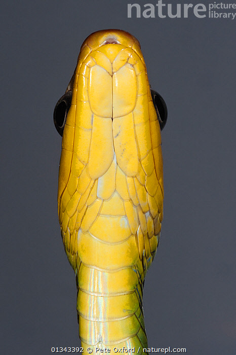 Stock photo of Sipo Snake (Chironius exoletus) head, ventral view ...