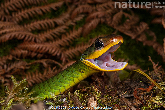 Stock photo of Sipo Snake (Chironius exoletus) with its mouth open as a ...