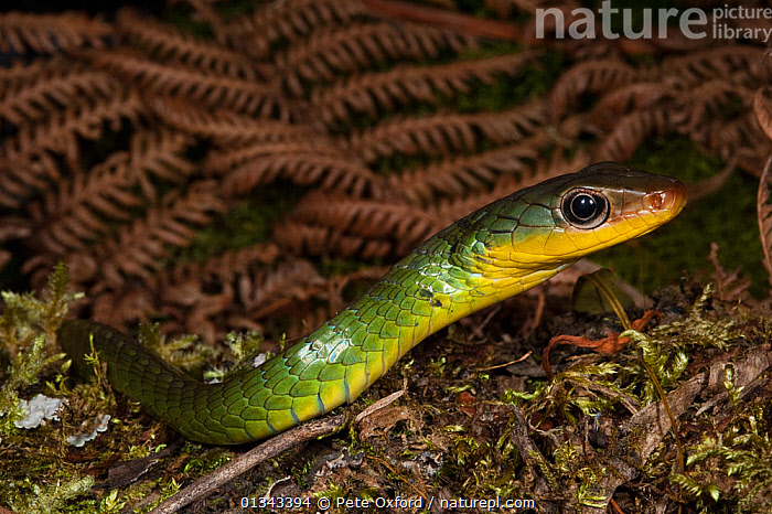 Stock photo of Sipo Snake (Chironius exoletus) head. Captive. Endemic ...