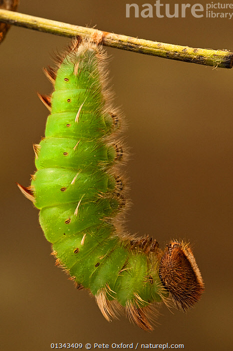 Stock photo of Achilles Morpho Caterpillar Pupating (Morpho achilles ...