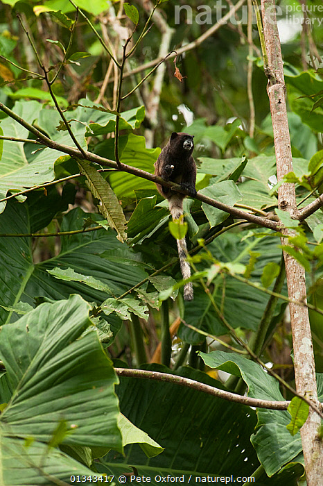 Stock photo of Black-mantled Tamarin (Saguinus nigricollis) in tree ...