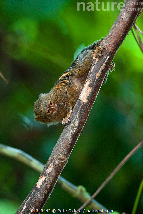 Stock photo of Pygmy Marmoset (Cebuella pygmaea) climbing down a branch ...