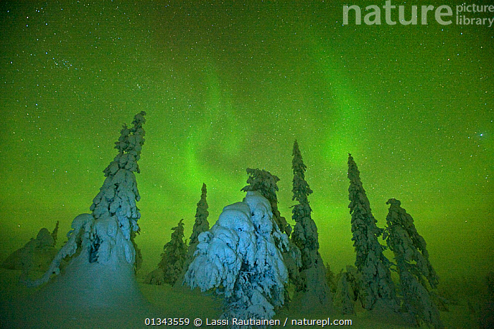 Stock photo of Northern lights in night sky in winter with conifer ...