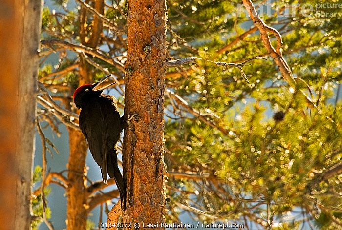 Stock photo of Black woodpecker (Dryocopus martius) male on tree trunk ...