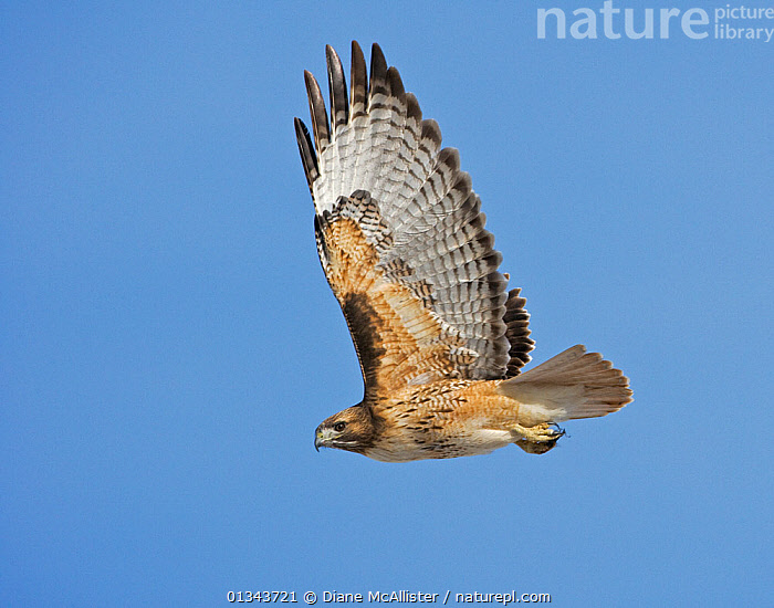Stock photo of Red tailed hawk (Buteo jamaicensis) soaring overhead ...