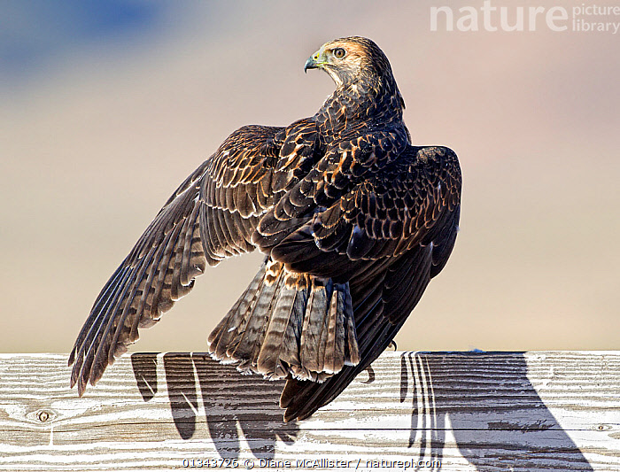 Stock photo of Swainson's Hawk juvenile (Buteo swainsonii) stretching ...