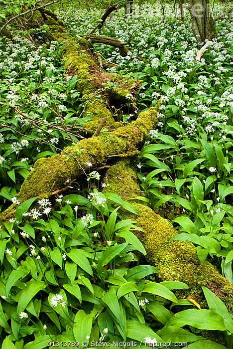 Stock photo of Wild garlic / Ramson (Allium ursinum) flowering in ...