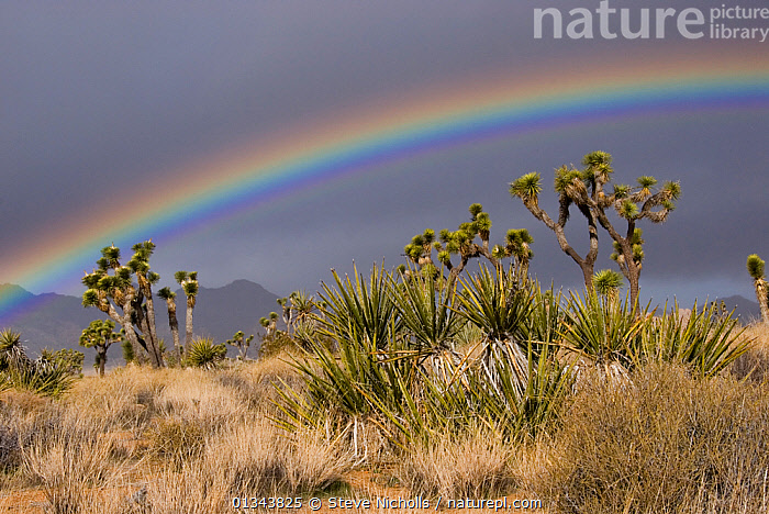 Stock photo of Rainbow over Yucca trees in the Mojave Desert, Joshua NP ...
