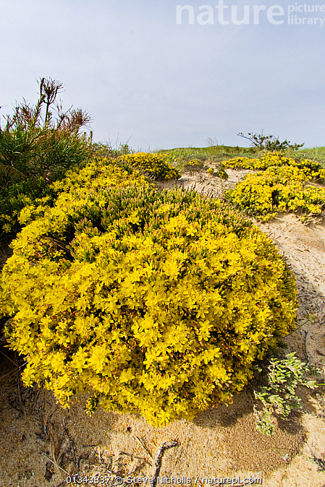 Stock photo of Golden beach heather (Hudsonia ericoides) in flower on ...