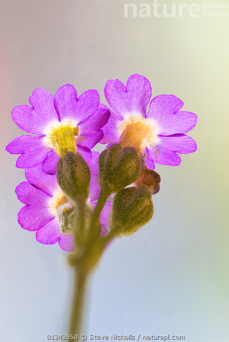 Stock photo of Scottish primrose (Primula scotica) UK. Available for ...