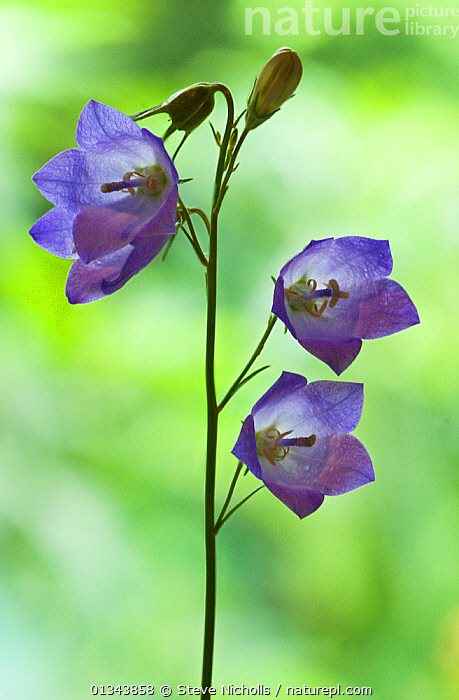 Stock photo of Harebell flowers (Campanula rotundifolia) UK. Available ...
