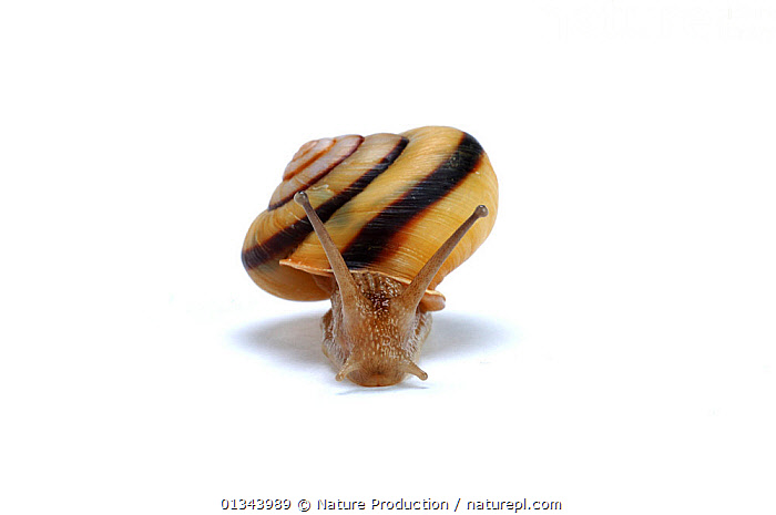 Stock photo of Snail (Euhadra herklotsi) on white background, Japan ...