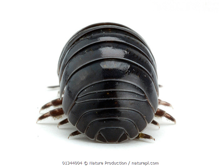 Stock photo of Common pill bug / woodlouse (Armadillidium vulgare) on white background ...