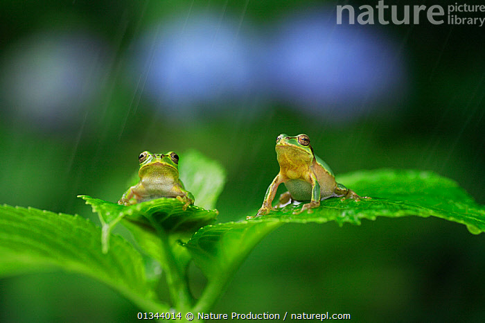 Stock photo of Two Japanese tree frogs (Hyla japonica) sitting on leaf ...