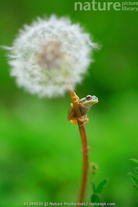Stock photo of Japanese tree frog (Hyla japonica) on Dandelion stalk ...